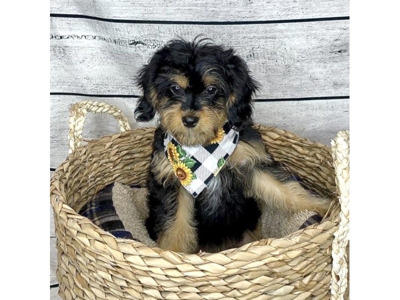 Cavapoo-DOG-Female-Black / Tan-3631102-Petland Ashland, Kentucky