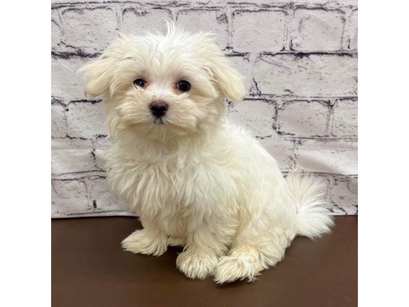 Maltese-DOG-Female-White-3824581-Petland Ashland, Kentucky