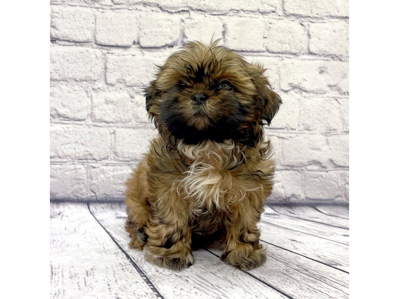 Shih Tzu-DOG-Female-Gold-3841447-Petland Ashland, Kentucky