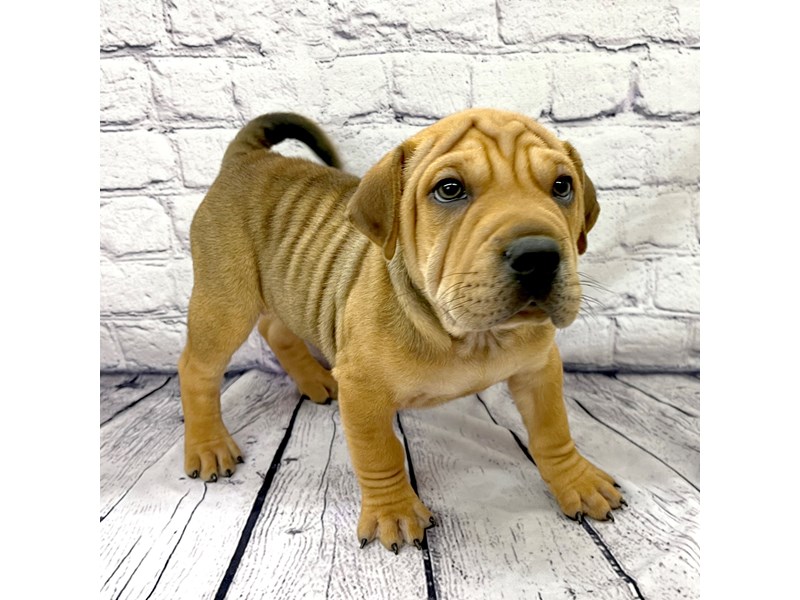 Mini Walrus-DOG-Male-Red-3839943-Petland Ashland, Kentucky