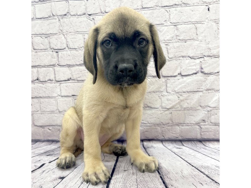 English Mastiff-DOG-Female-Fawn-2785253-Petland Ashland, Kentucky