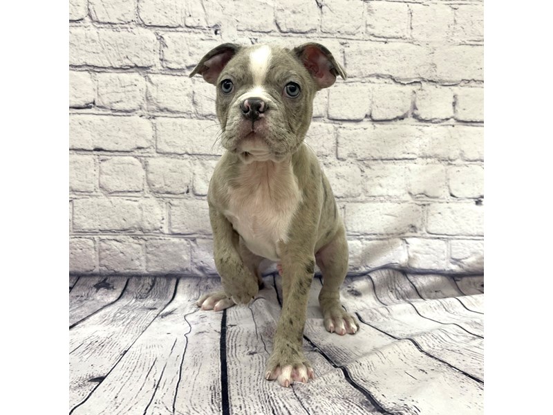 Boston Terrier-DOG-Male-Blue Merle-3905257-Petland Ashland, Kentucky