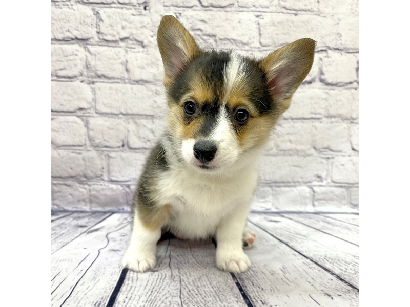 Pembroke Welsh Corgi-DOG-Male-Sable / White-3903534-Petland Ashland ...