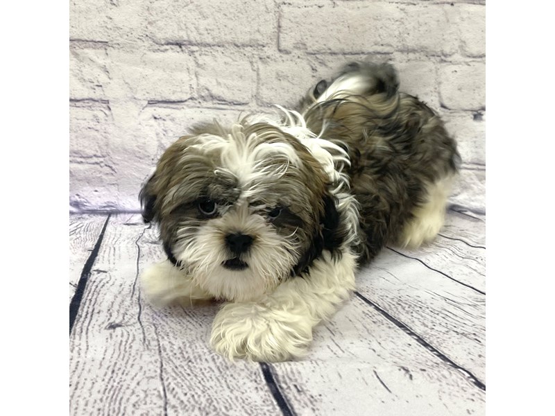 Shih Tzu-DOG-Male-Brindle / White-3887163-Petland Ashland, Kentucky