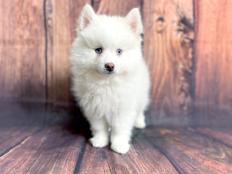 Pomsky Puppy White ID:5837 Located at Petland Ashland, Kentucky