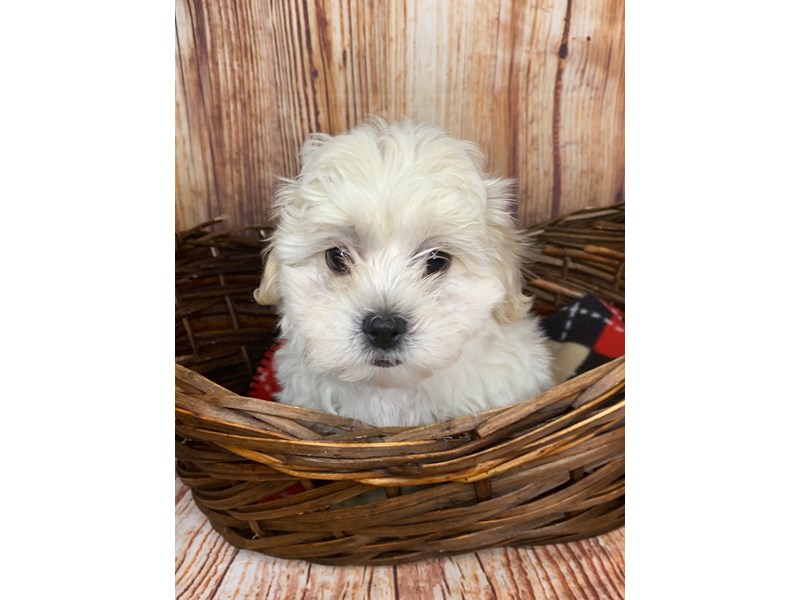 Teddy Bear Puppy Cream ID:6031 Located at Petland Ashland, Kentucky