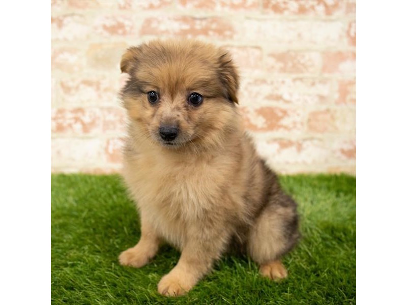 Pomapoo Puppy Red Sable ID:6139 Located at Petland Ashland, Kentucky