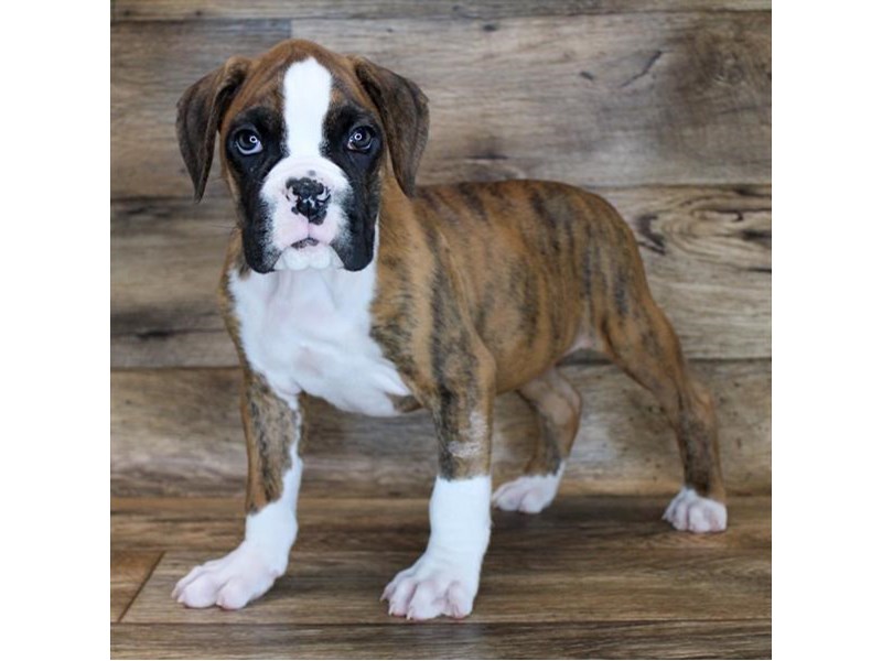 Boxer Puppy Fawn Brindle ID 6403 Located at Petland Ashland Kentucky