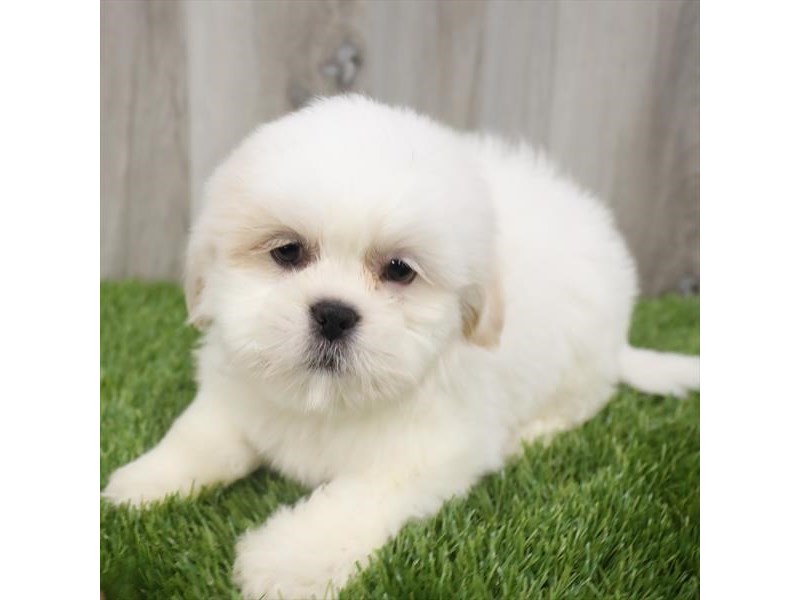 Lhasa Apso Puppy Cream ID:6785 Located at Petland Ashland, Kentucky