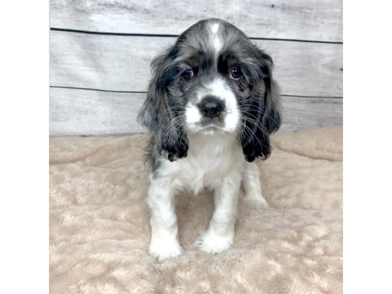 Cocker Spaniel Puppy Blue / White ID:6818 Located at Petland Ashland ...