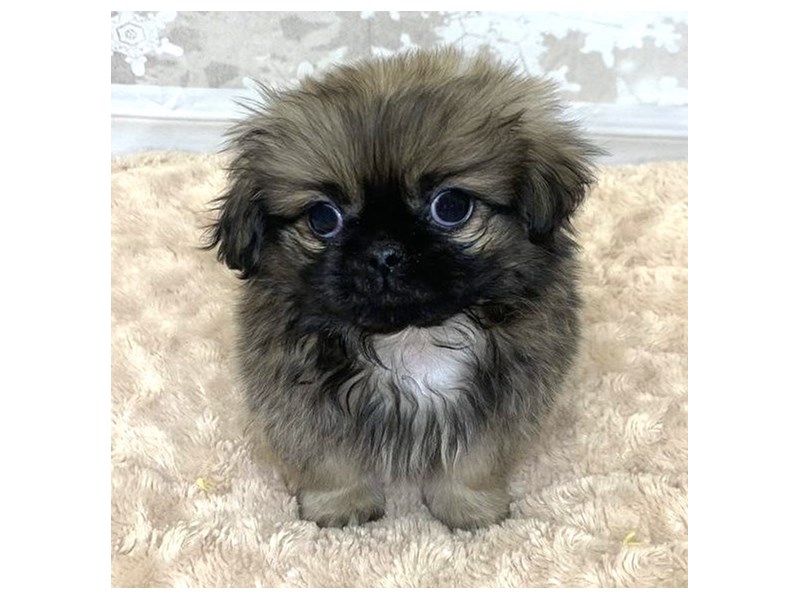 Pekingese Puppy Gold ID:6885 Located at Petland Ashland, Kentucky