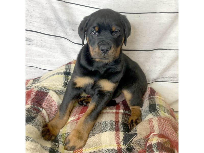 Rottweiler Puppy Black / Rust ID:7192 Located at Petland Ashland, Kentucky