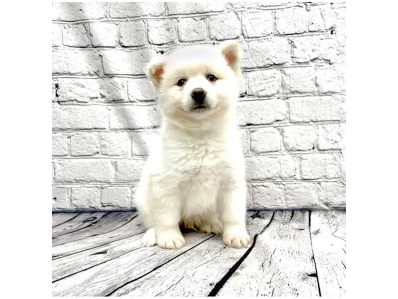 Pomsky Puppy White ID:7347 Located at Petland Ashland, Kentucky