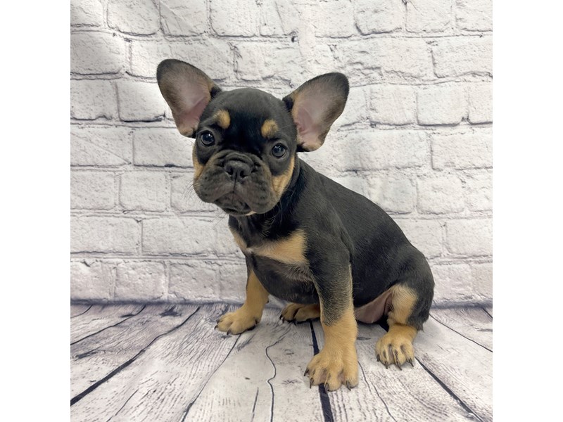 French Bulldog Puppy Black / Tan ID:7367 Located at Petland Ashland ...