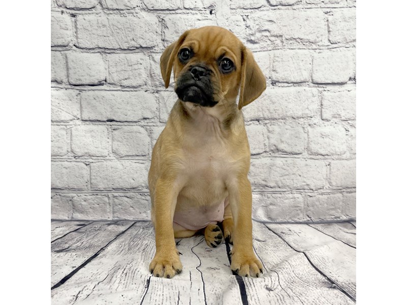 Puggle Puppy Fawn ID:7356 Located at Petland Ashland, Kentucky