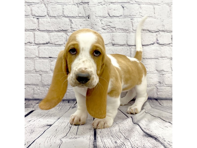 Basset Hound Puppy Lemon/White ID:7394 Located at Petland Ashland, Kentucky