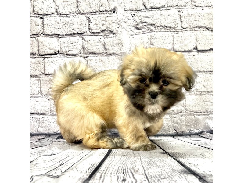 Lhasa Apso Puppy Golden ID:7423 Located at Petland Ashland, Kentucky