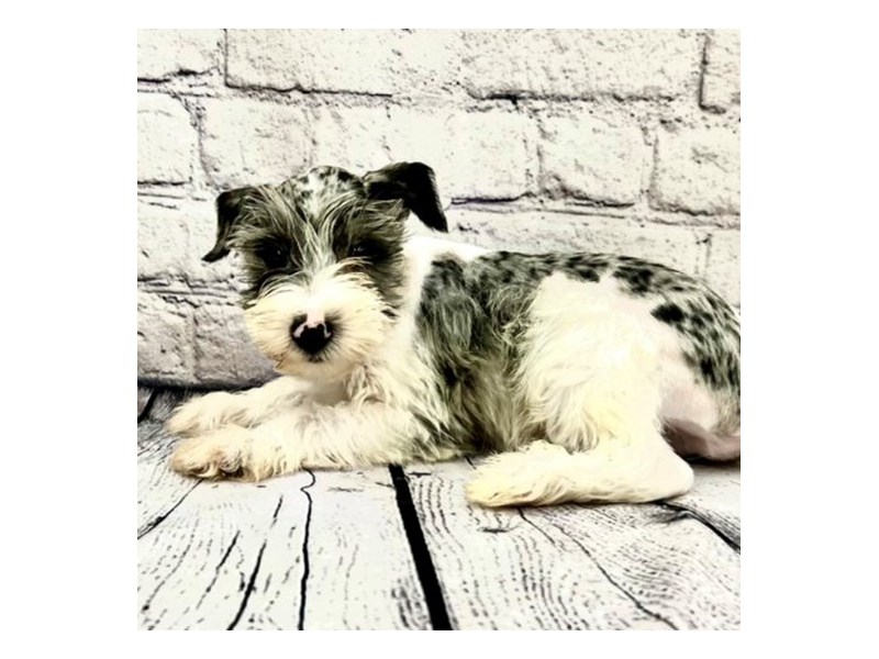 Miniature Schnauzer Puppy Blue Merle ID:7474 Located at Petland Ashland ...