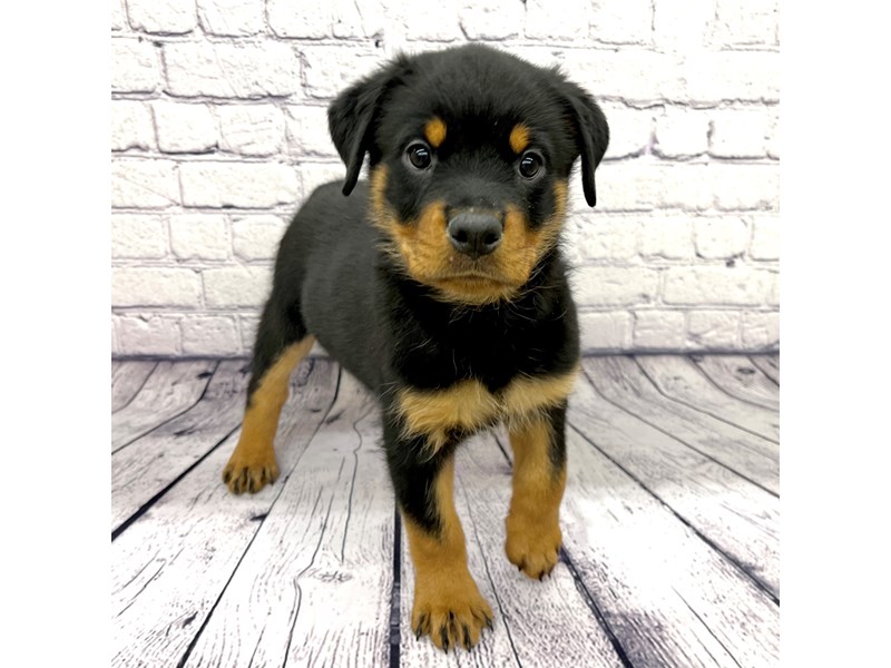 Rottweiler Puppy Black / Rust ID:9053 Located at Petland Ashland, Kentucky