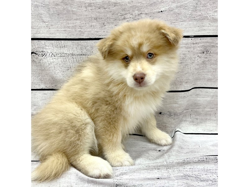 Pomsky Puppy Cream Tri ID:7578 Located at Petland Ashland, Kentucky