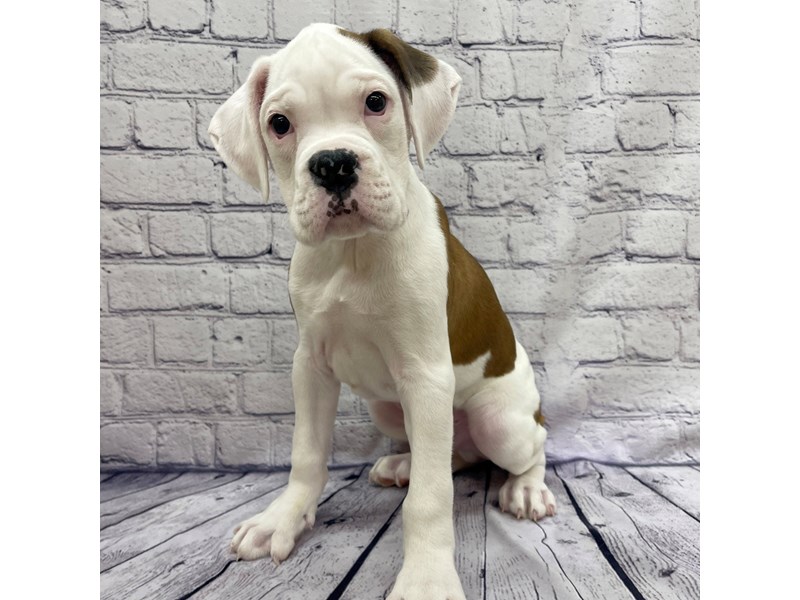 Boxer Puppy Fawn / White ID:7653 Located at Petland Ashland, Kentucky