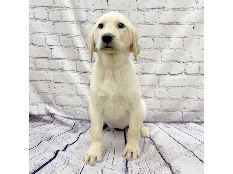 Labrador Retriever Puppy Yellow ID:7641 Located at Petland Ashland ...