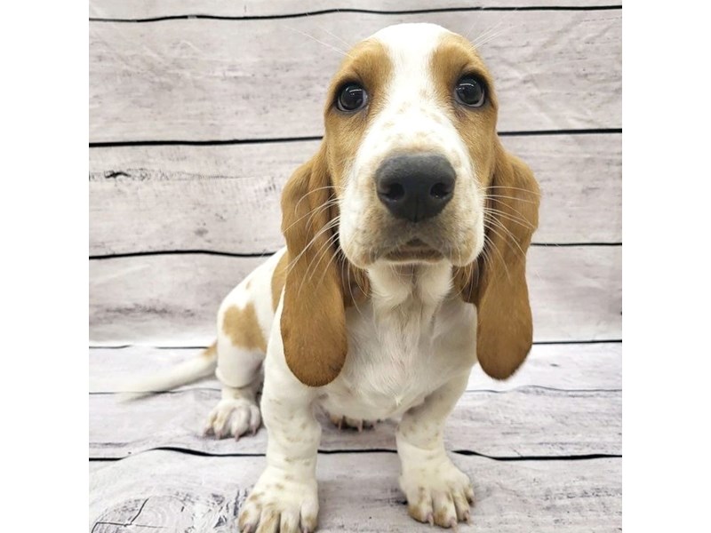 Basset Hound Puppy Red / White ID:7664 Located at Petland Ashland, Kentucky