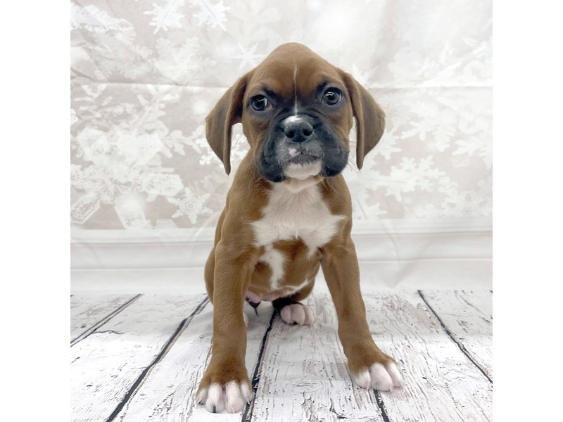 Boxer-DOG-Female-Mahogany-3928106-Petland Ashland, Kentucky