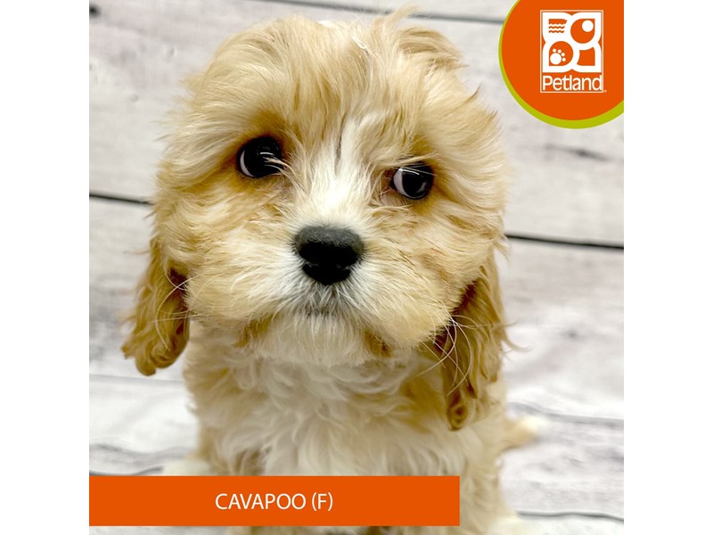 Cavapoo Puppies - Breed Info - Petland Ashland, Kentucky