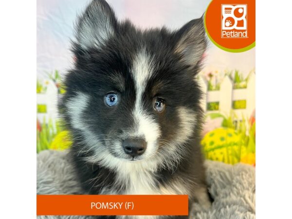 Pomsky Small Animal Black / White ID:7837 Located at Petland Ashland ...