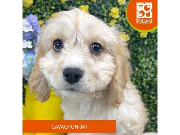 Available Pets - Petland Ashland, Kentucky