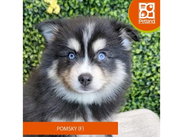 Pomsky Puppy CREAM WHITE ID:5754 Located at Petland Ashland, Kentucky